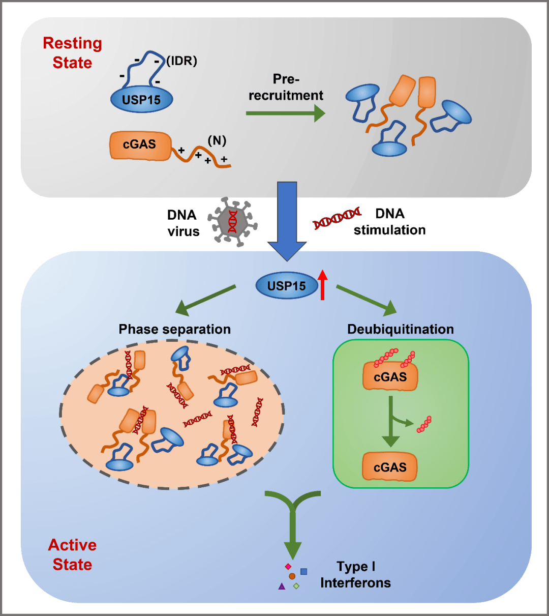 NAR：清华大学尹航团队发现USP15激活cGAS信号通路的双机制_研究_调控_免疫