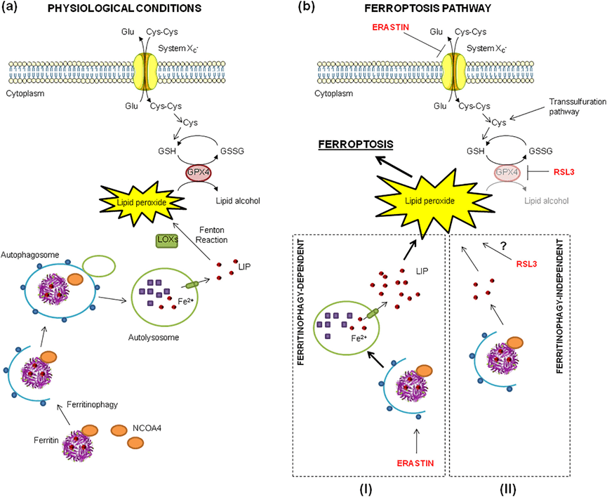铁死亡文献分享（附技术路线图） -NCOA4和铁蛋白降解在erastin和RSL3诱导的铁死亡中的作用_研究_实验_文章