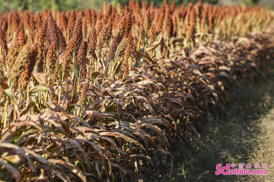 Red sorghum enters the harvest season in Qingdao_The_local_red
