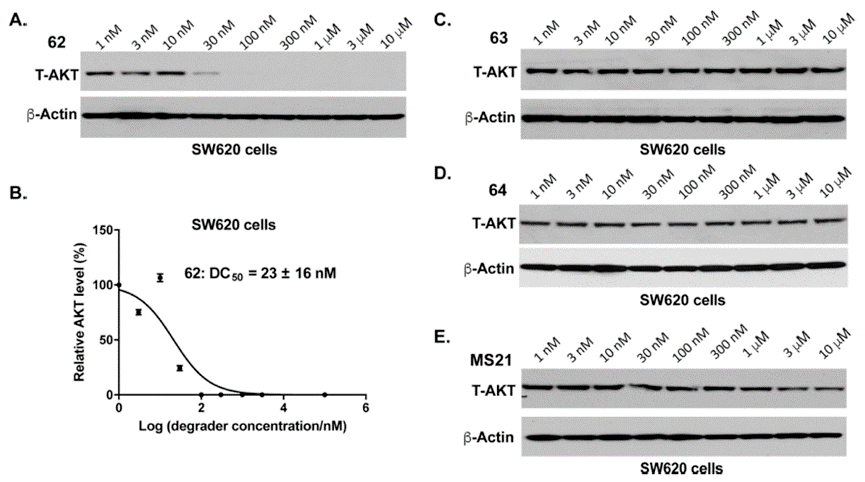 金坚团队：首个靶向AKT变构位点的PROTAC_开发_蛋白_细胞