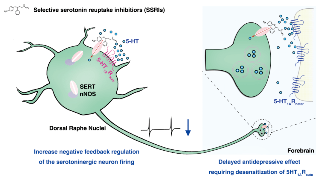 前沿 |《科学》：抗抑郁药研究重磅突破！南京医科大学团队更新50年理论，克服现有药物缺陷_作用_患者_中缝