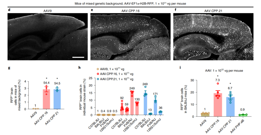 突破血脑屏障，新型AAV变体助力脑肿瘤和中枢神经系统遗传疾病的治疗_研究_Bei_效率