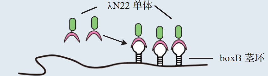 经验分享：活细胞RNA成像技术及其在生物医学中应用研究进展_序列_荧光_蛋白质