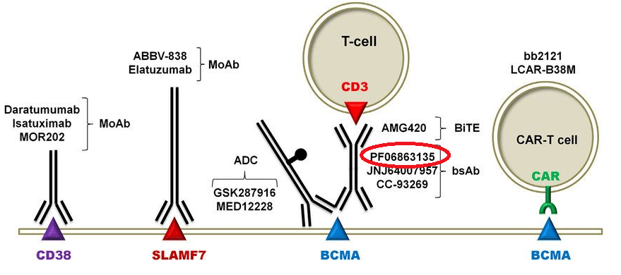 美国FDA授予BCMAxCD3双特异性抗体elranatamab突破性疗法认定!_治疗_癌细胞_患者