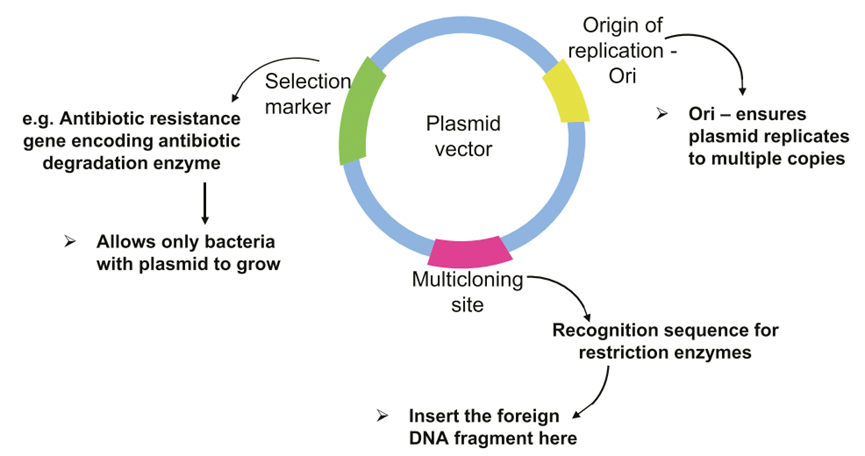 悦读系列：载体-基因递送载体指南_克隆_细胞_片段