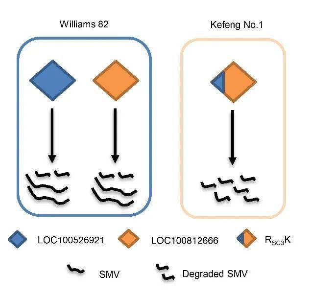 南农智海剑课题组发现大豆RNase蛋白通过与大豆花叶病毒（SMV）毒力决定因子P3蛋白互作介导大豆对SMV的广谱抗性_Zhi_研究_Yin