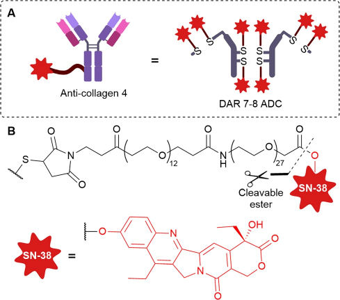非内化ADC可开发靶点全球研究进展_裂解_癌细胞_抗原