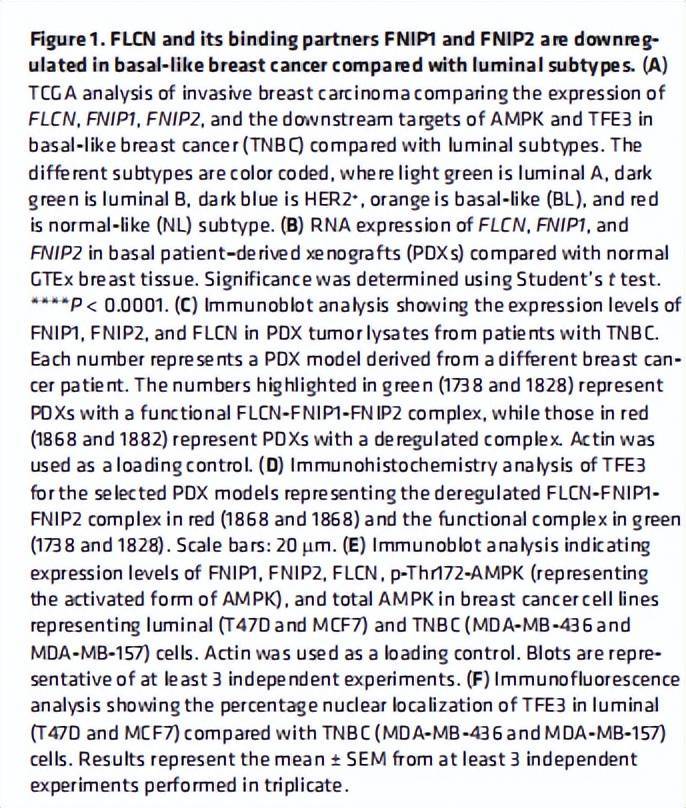 血管生成高分文献——国自然热点（下）_Fig_细胞核_研究