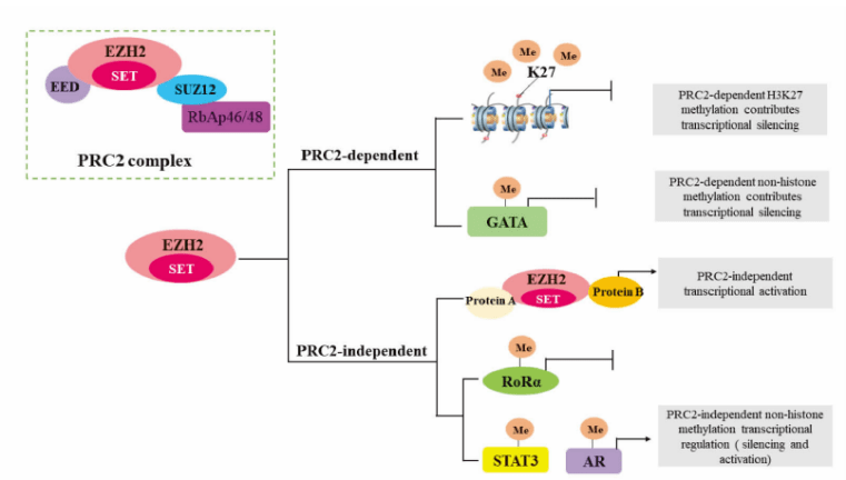 【阔然开朗】EZH2在脑膜瘤中的研究进展_调控_Zeste_家族
