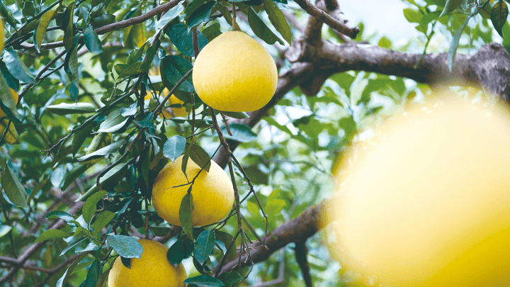 Banan: thousands of mu of pomelo can be harvested_the_Wubu_in