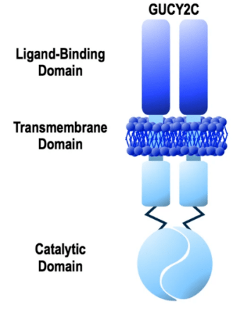 鹰谷靶点 | FDA首次批准靶向GUCY2C的I期临床实验 | 结直肠癌CAR-T治疗_细胞_信号_患者