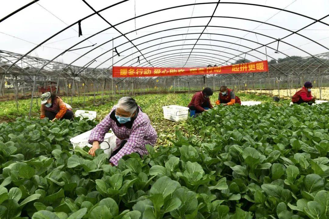 拼多多 暖冬行动”来到田坎边 璧山40吨蔬菜直连市民餐桌董治种植园销售