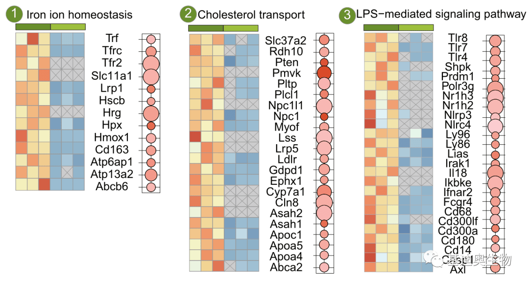 炫一个热图+差异气泡（log2FC+Pvalue）组合图表！_dt