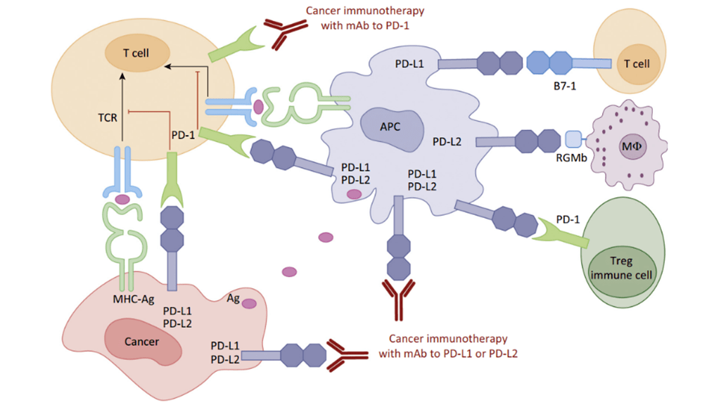 PD-L1 ADC为何没有入内卷局？_细胞_临床_免疫