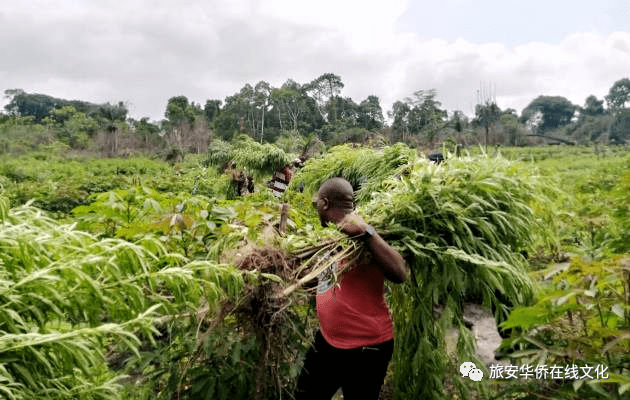 安哥拉 | 警方在万博摧毁了5000多株大麻_liamba_种植_植物