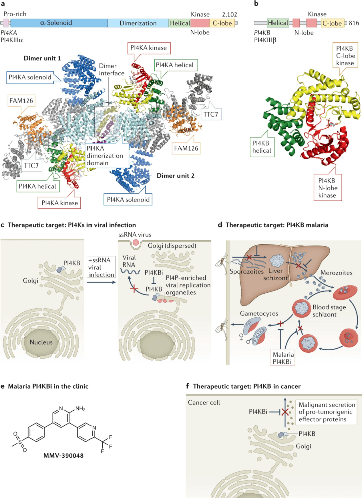 Nature Review | 抑制磷酸肌醇激酶，有望治愈所有疾病！_PIKfyve_癌症_临床