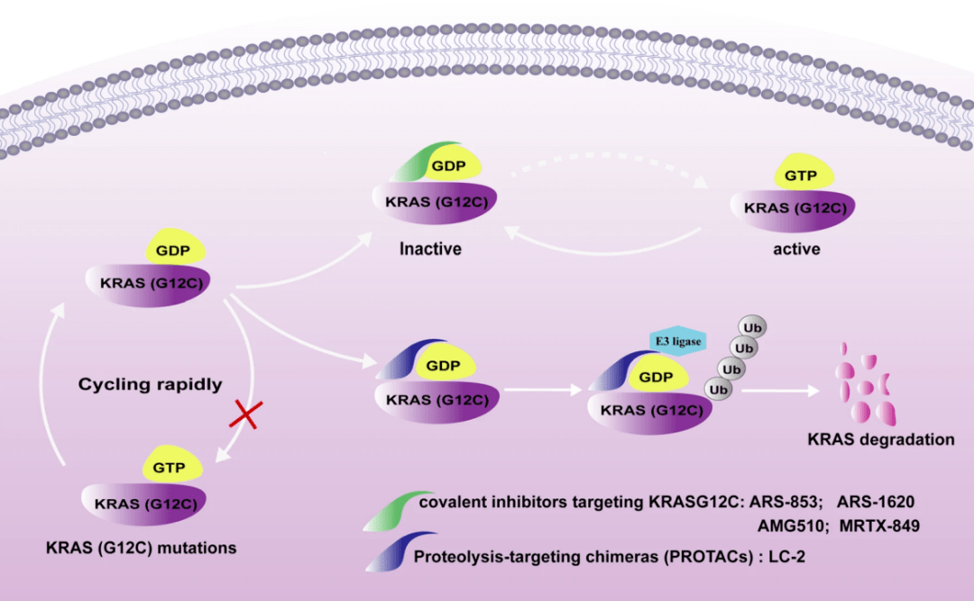 KRAS再获突破！2023 NCCN指南首次推荐Adagrasib！_基因_癌症_细胞