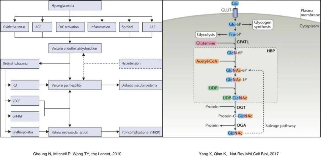 刘堃教授：O-GlcNAc糖基化修饰参与DR新生血管形成的前沿进展_视网膜_研究_因子