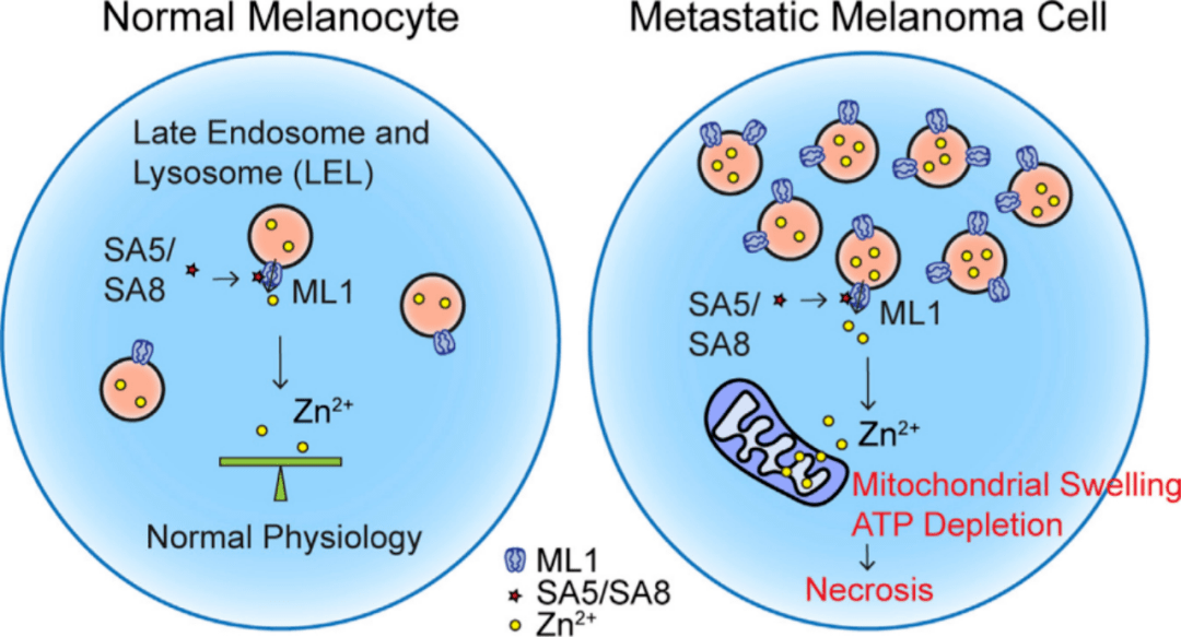 铁死亡未衰，铜死亡新起！_疾病_治疗_神经