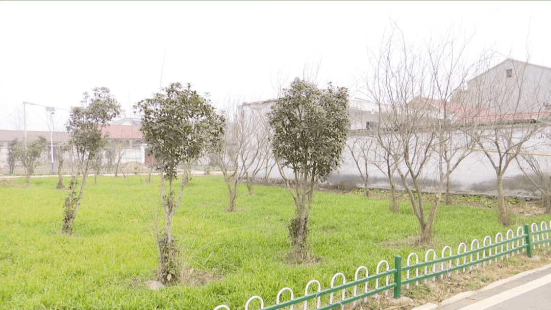 埇桥区:发展乡土树种 优化生态布局 绿化 镇头村 乡村