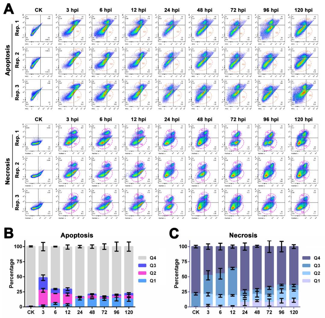 mBio | 凋亡还是抗凋亡？囊泡病毒离体感染后对宿主细胞调控性死亡的干预与利用_SeCasp-_研究_处理