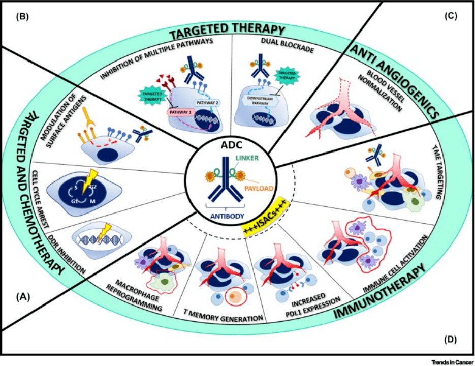 ADC联合疗法，任重而道远！_化疗_毒性_疗效
