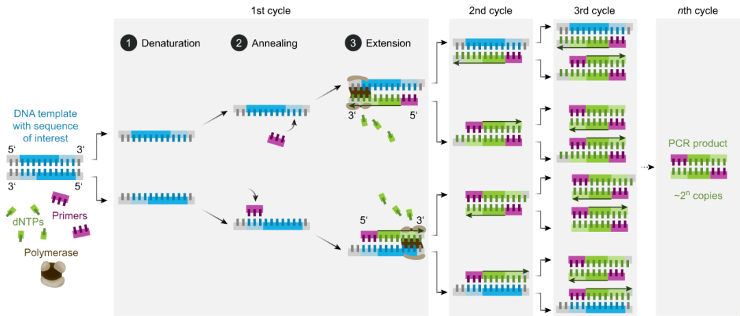 PCR、qPCR、RT-PCR、RT-qPCR、Real-Time PCR你真的能区分开吗？_荧光_检测_探针