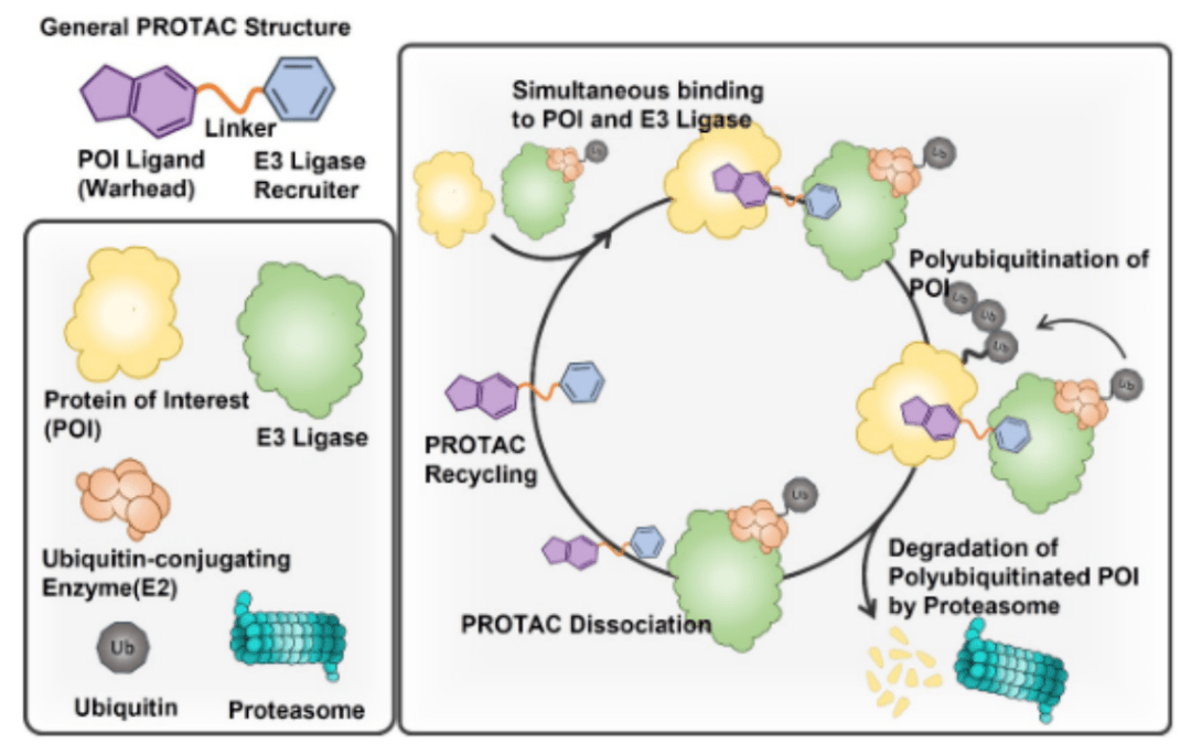 PROTAC临床转化难，递送策略如何优化?_蛋白_分子_细胞