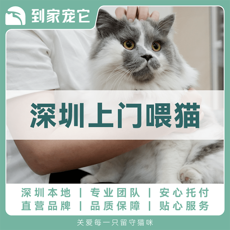到家宠它上门喂猫服务介绍