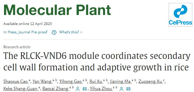 Mol Plant | 水稻细胞壁形成与适应性生长的新机制_调控_研究_分子