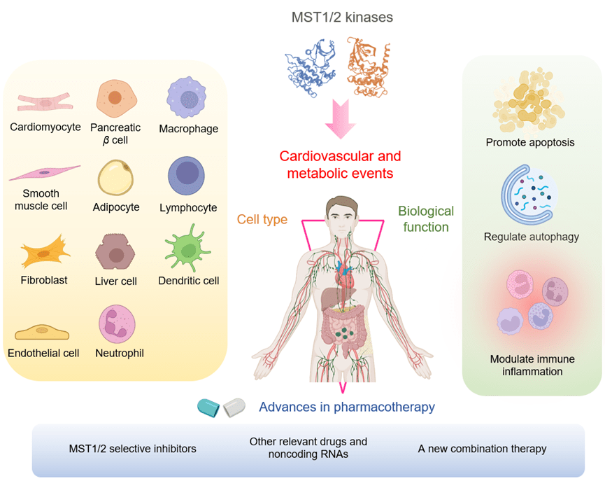 【APSB推荐】MST1/2激酶：治疗心血管和代谢性疾病的潜在药物靶点_Sinica_研究_and