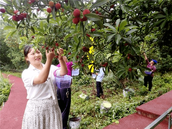 It's the season for waxberries_have_Zone_in