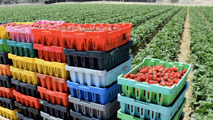 California strawberries recover from slow start_into_based_year