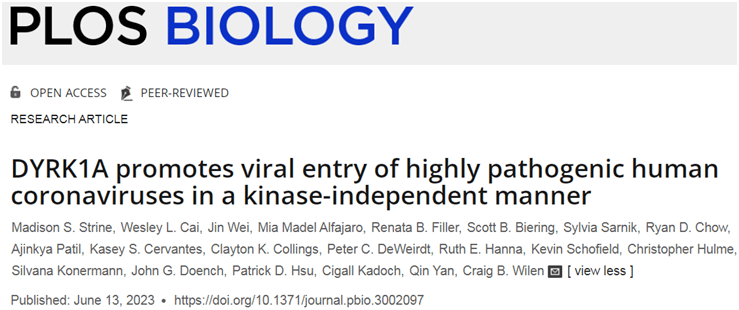 PLoS Biol | 新研究发现蛋白DYRK1A促进高度致病性人类冠状病毒进入人类细胞机制_基因_Madison_功能