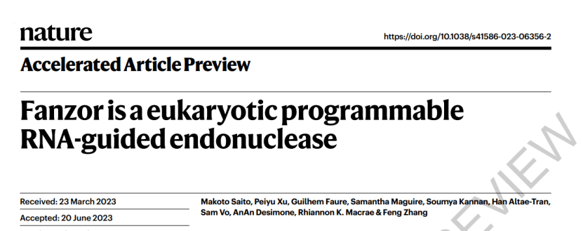 里程碑！张锋团队首次在真核生物中发现 CRISPR 样系统，人类基因疗法或再添新工具_Fanzor_基因组_蛋白
