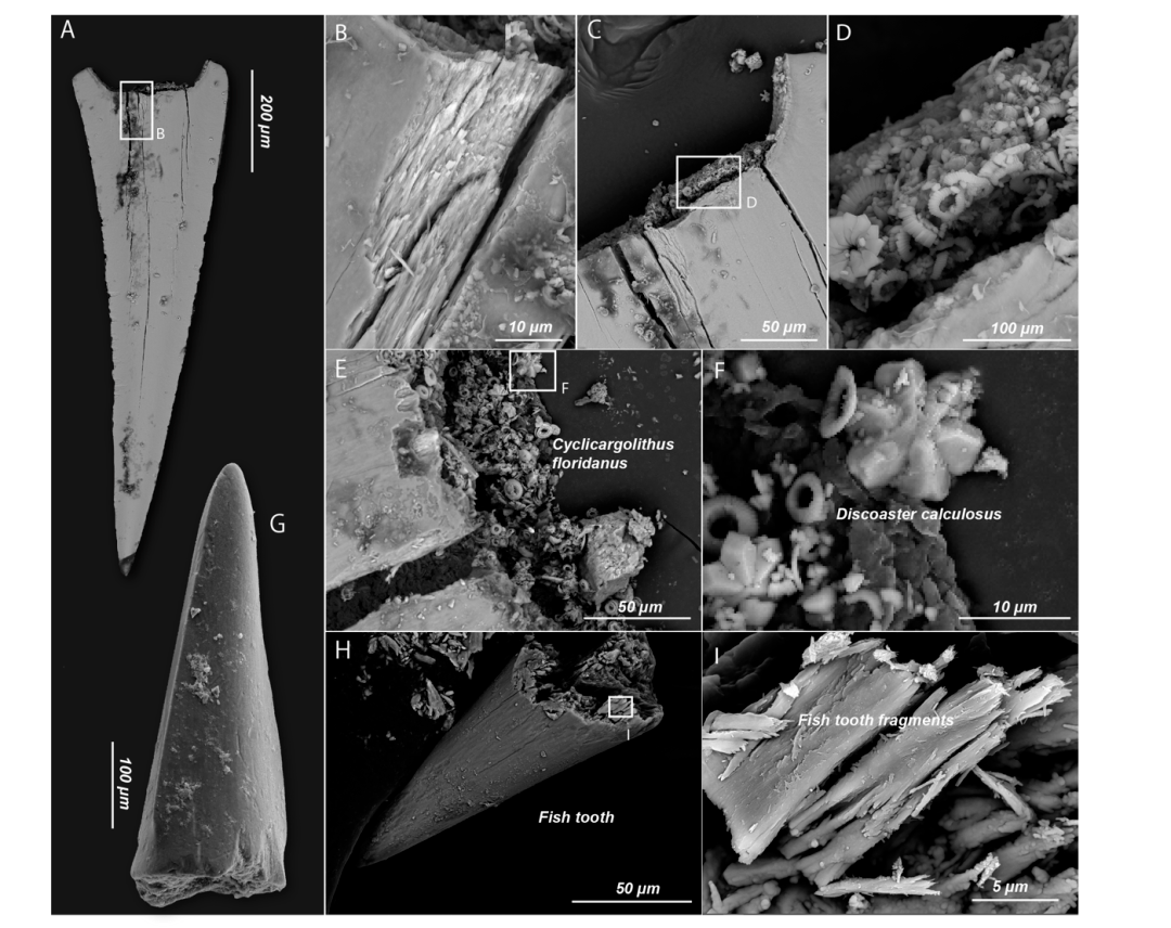 Geology | 李登峰：中山大学在深海稀土定年技术与富集时间方面取得重要进展_鱼牙_磷灰石