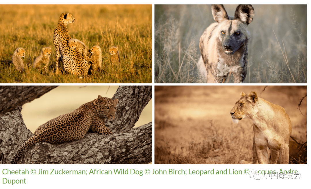 CMS公约与CITES公约联合召开会议，就非洲标志性食肉动物物种的关键优先事项达成一致_保护_合作_国家