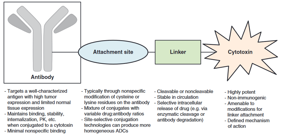 如何开发下一款Enhertu？关于ADC的百年创新链_抗体_大事件_血清