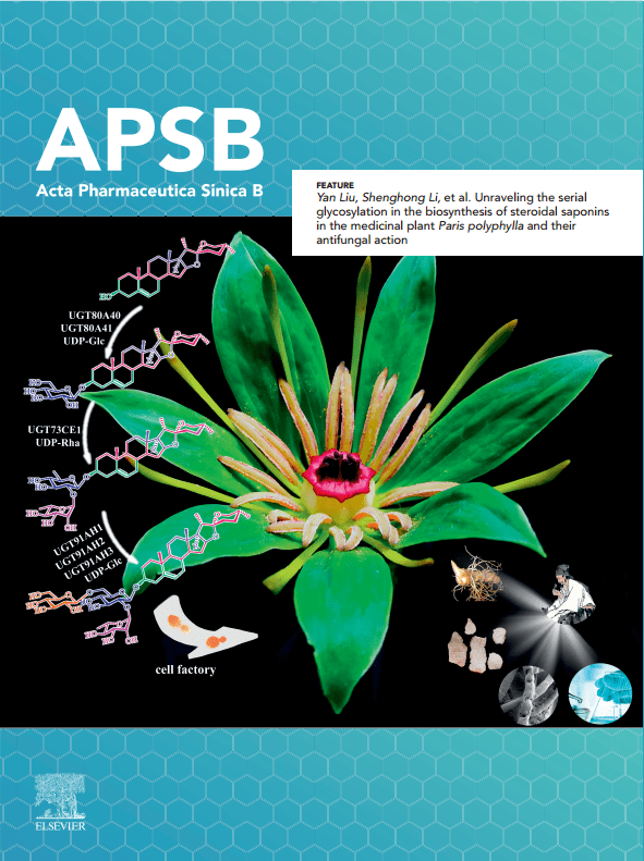 【APSB封底文章】中药重楼活性成分甾体皂苷的连续糖基化生物合成及抗真菌作用_研究_化合物_催化