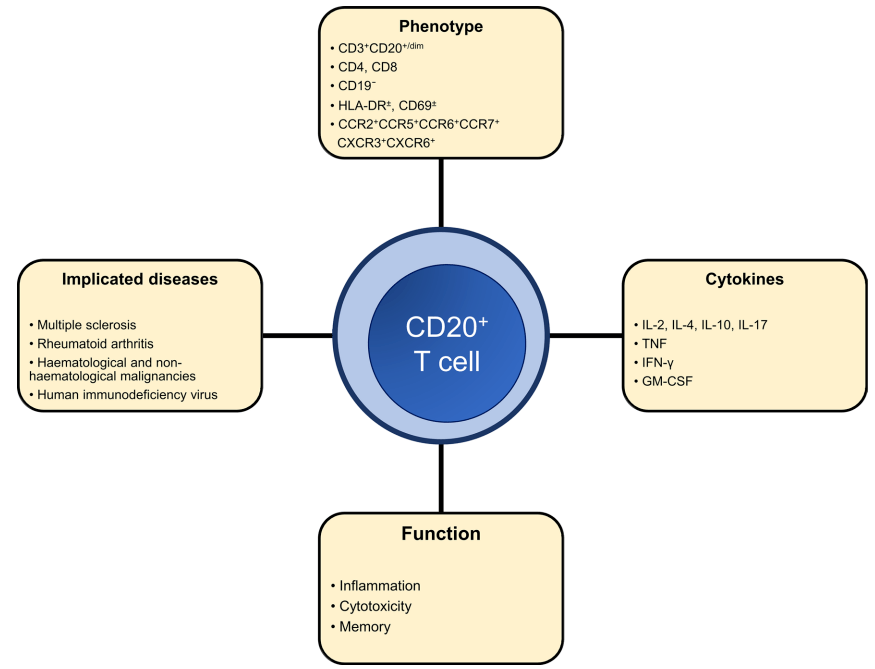 CD20不只是B细胞的标志物_患者_外周血_受体