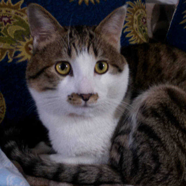 玛雅人的蛇后丛林领域_卡拉克姆尔_卡安尔_女性